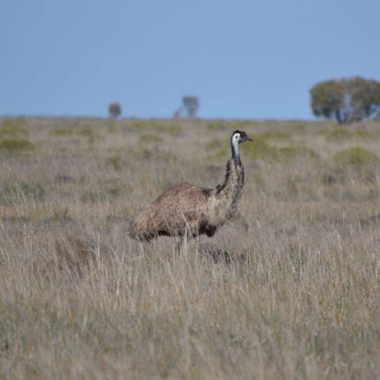 Drives - Visit Darlington Point
