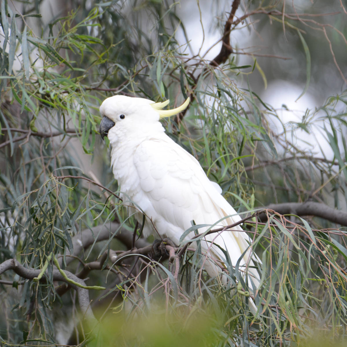 Bird Watching - Visit Darlington Point
