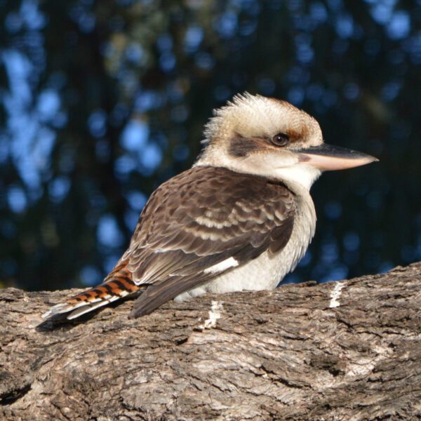 Things to Do - Visit Darlington Point