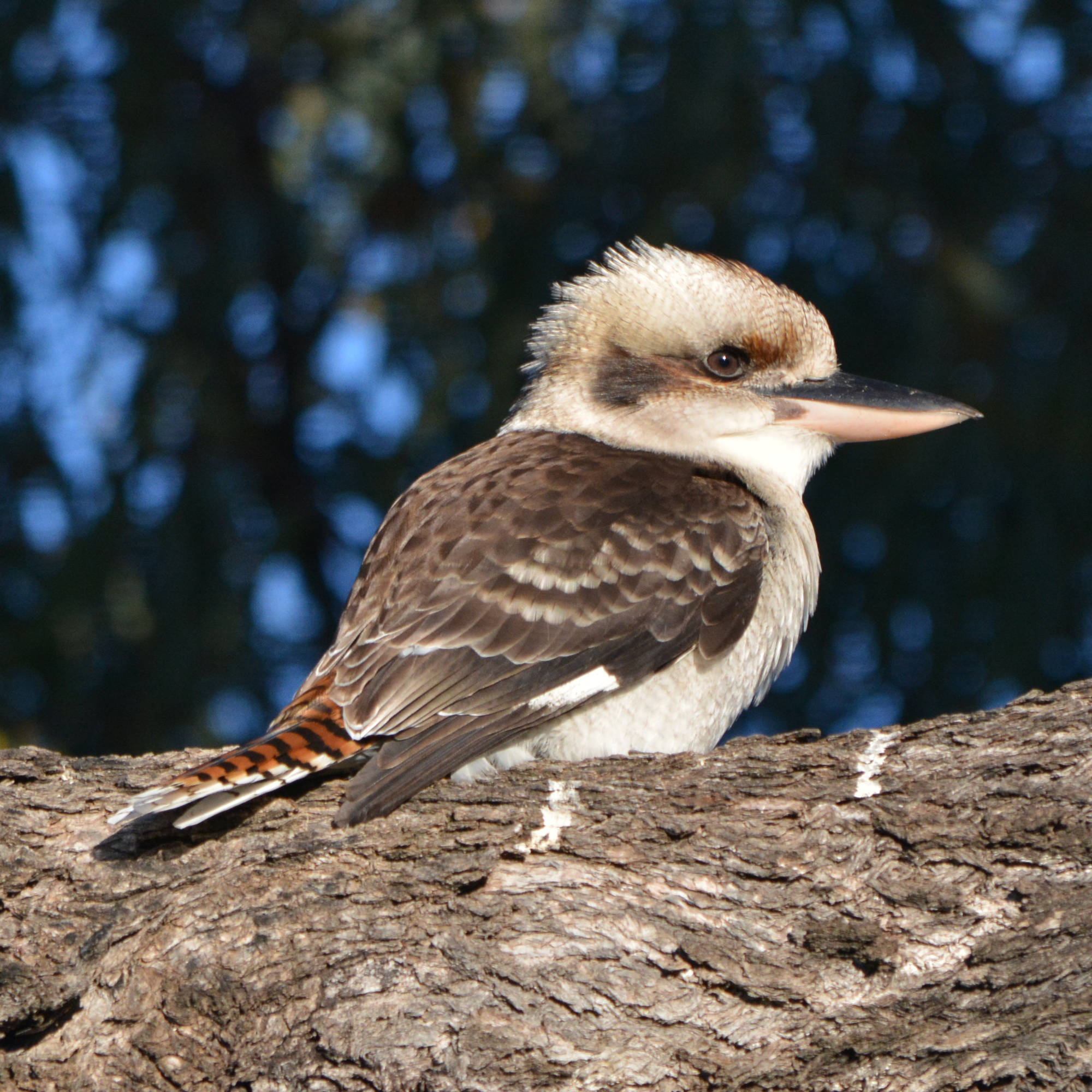 Things to Do - Visit Darlington Point